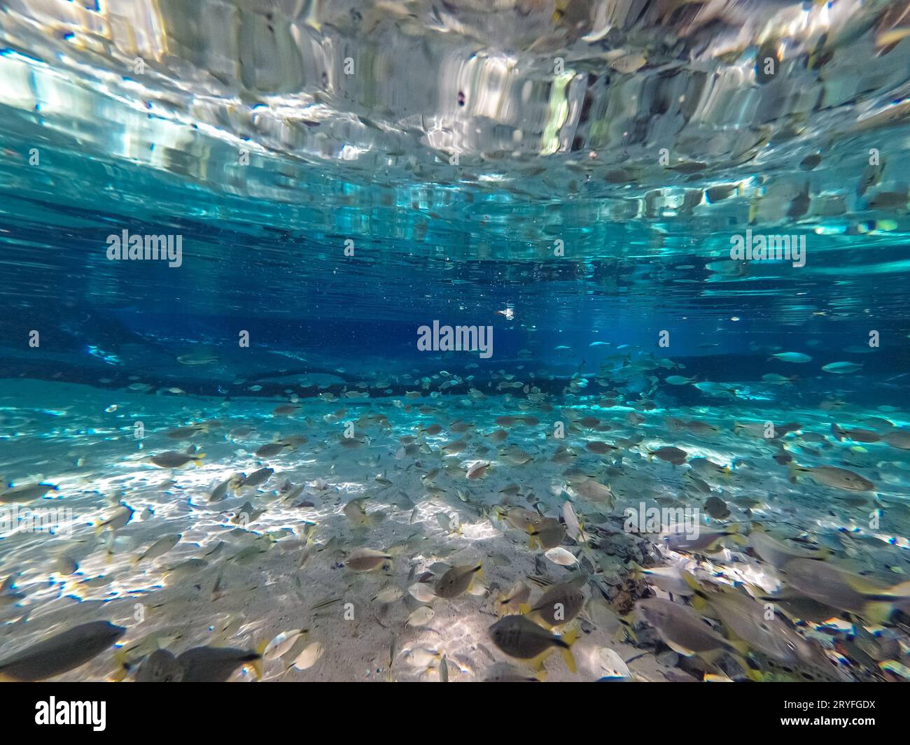 View underwater in a crystal clear rainforest spring with tropical ...