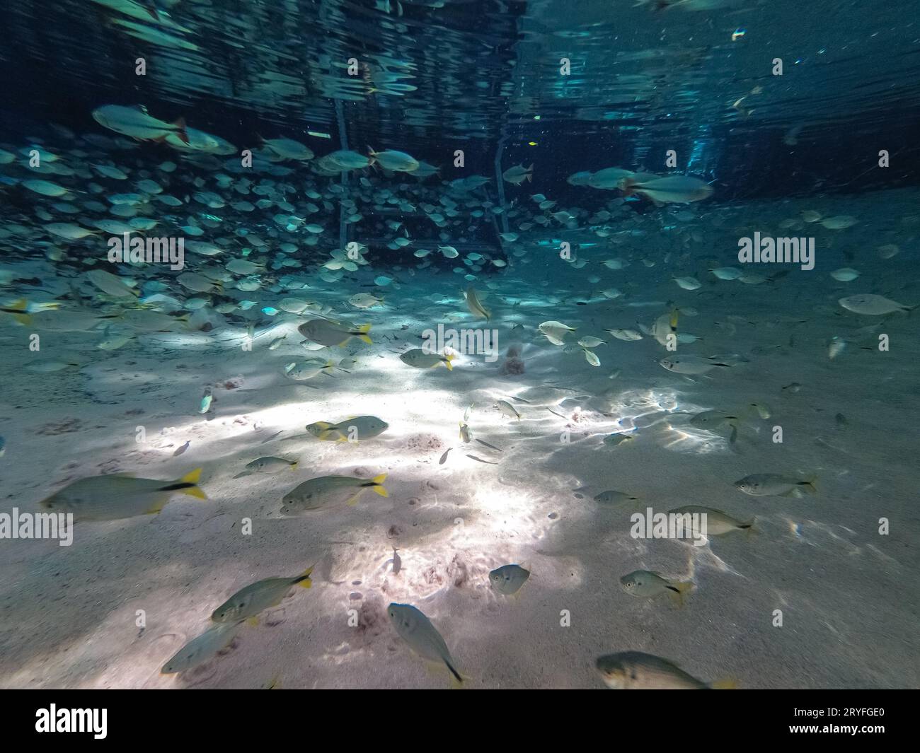 View underwater in a crystal clear rainforest spring with tropical ...