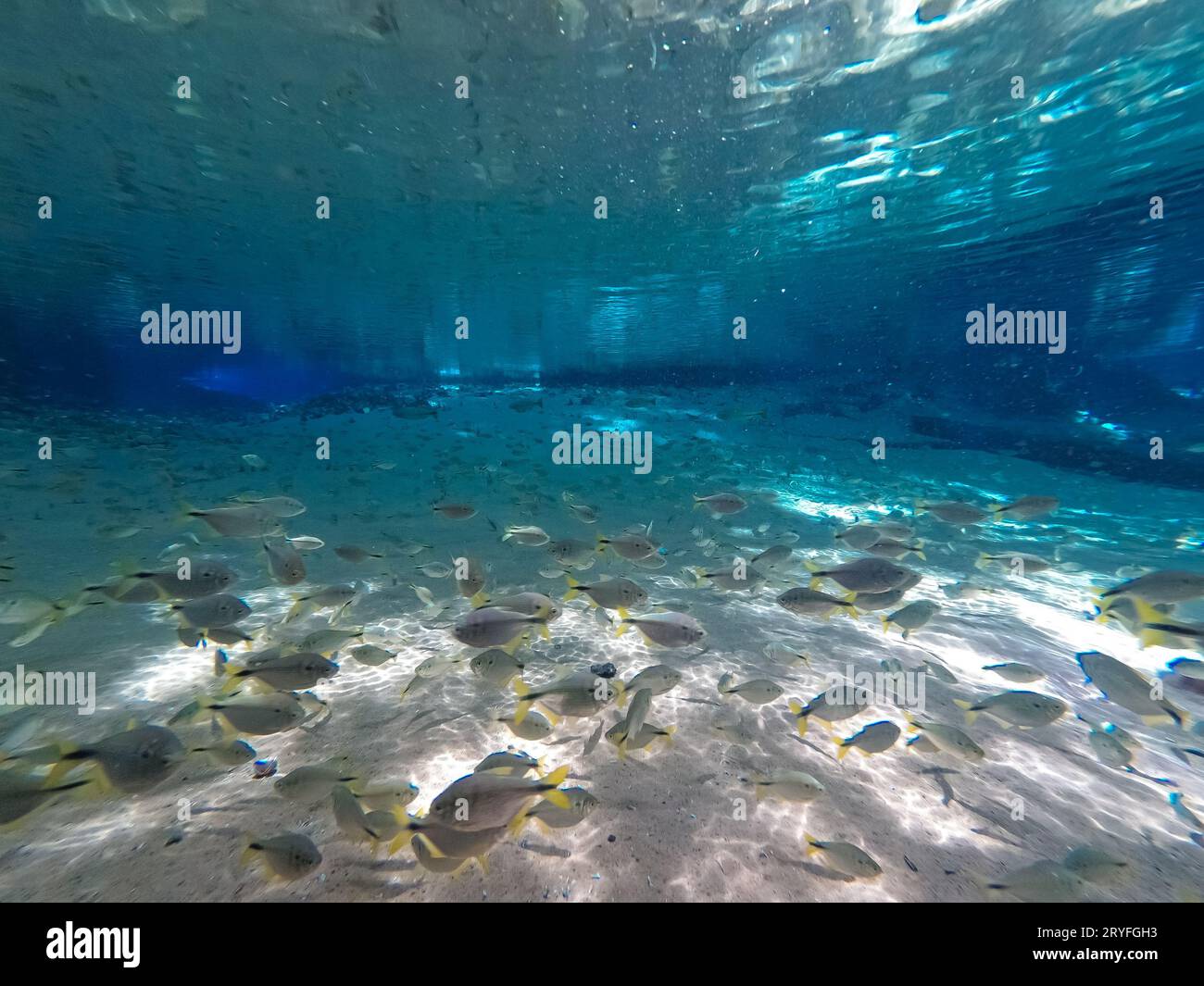 View underwater in a crystal clear rainforest spring with tropical ...