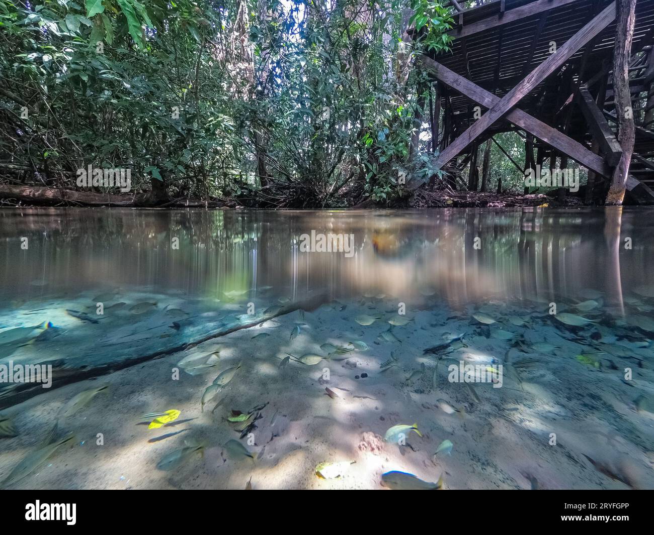 Treelined crystal clear rainforest spring with tropical fishes ...