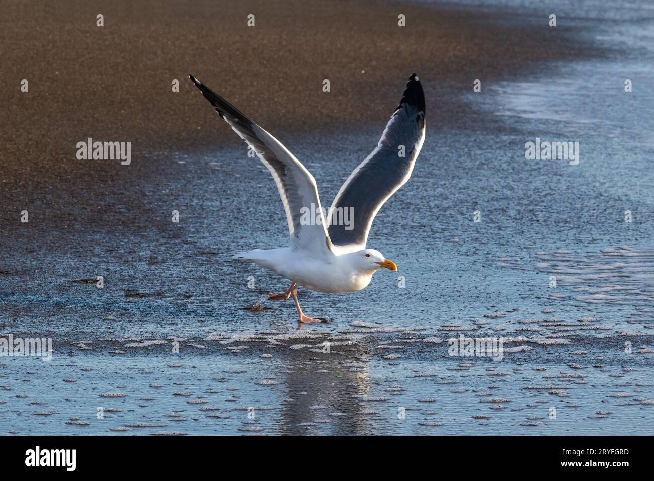 Western Gull (Larus occidentalis) ready to take flight. Running on ...