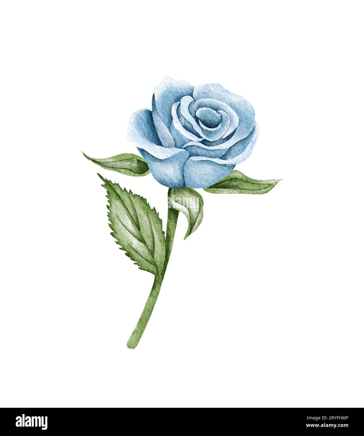 Watercolor blue beautiful rose. Hand drawn vintage illustration Stock ...