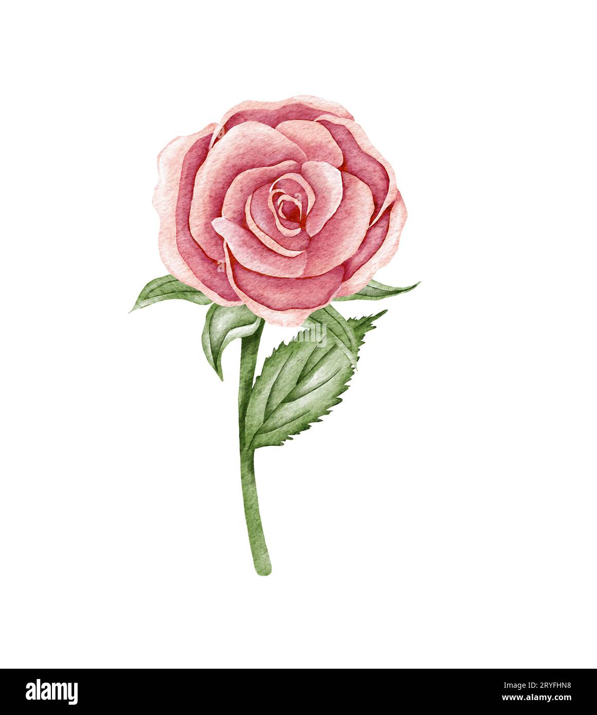 Watercolor red beautiful rose. Hand drawn vintage illustration Stock ...