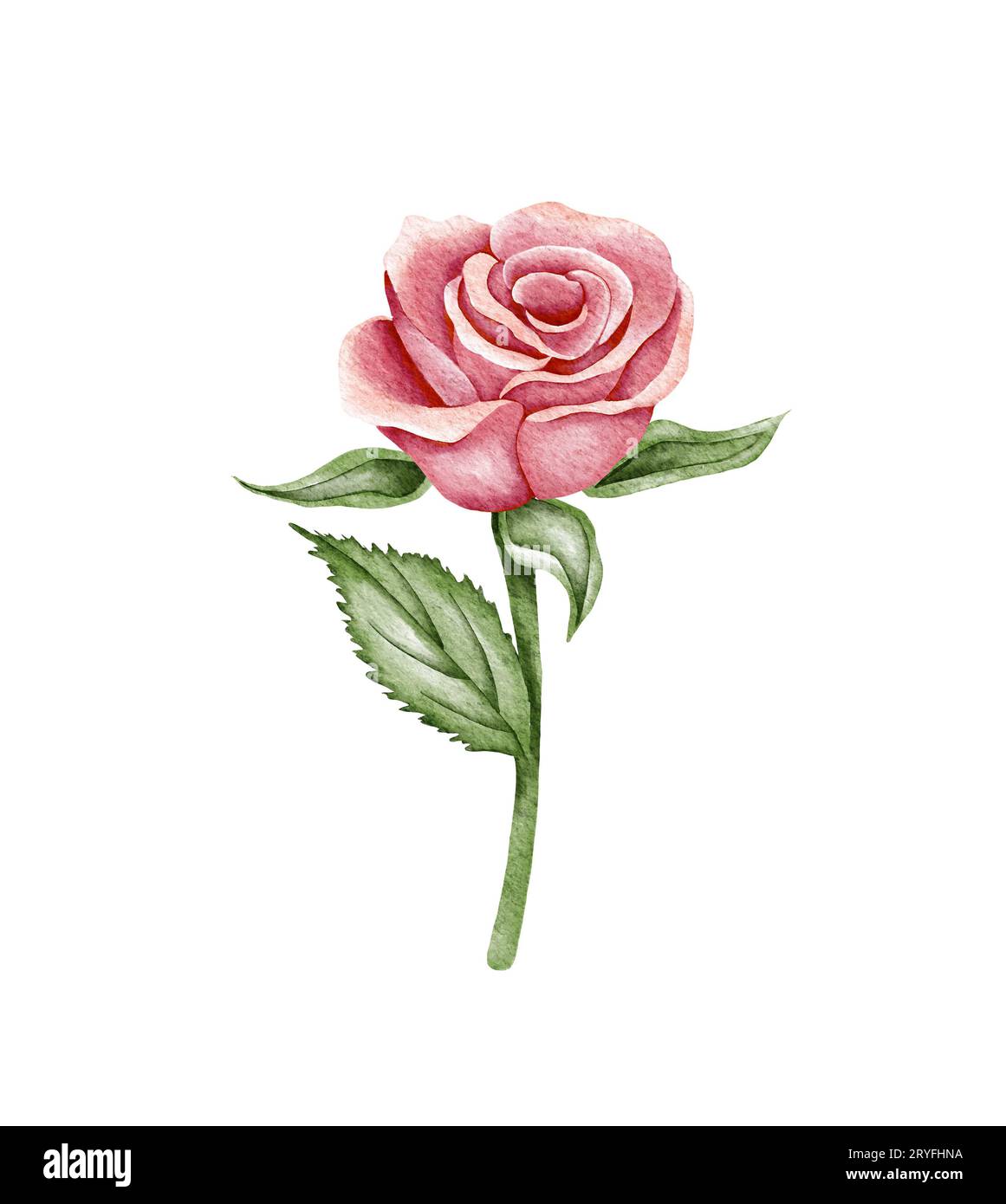 Watercolor red beautiful rose. Hand drawn vintage illustration Stock ...