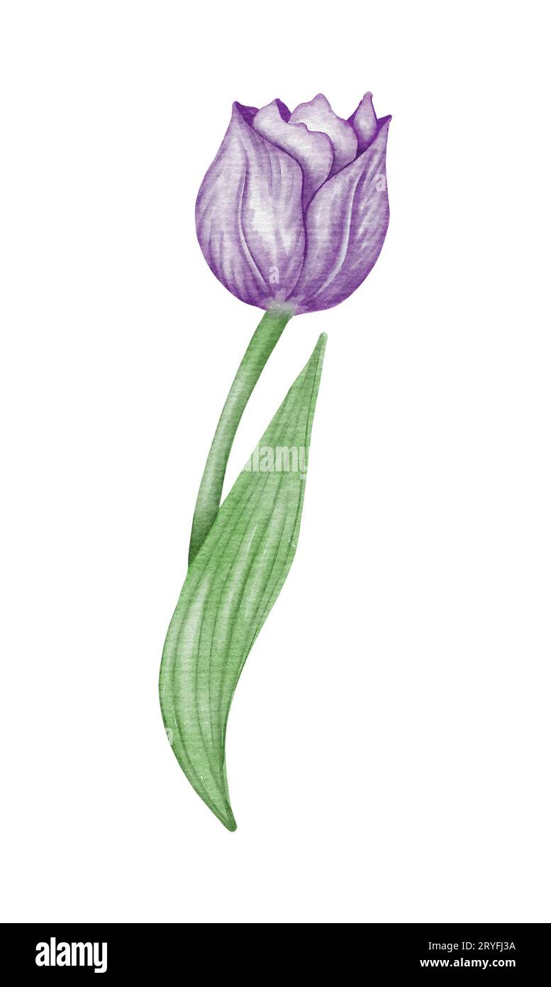 Watercolor violet tulip flowet illustration Stock Photo - Alamy