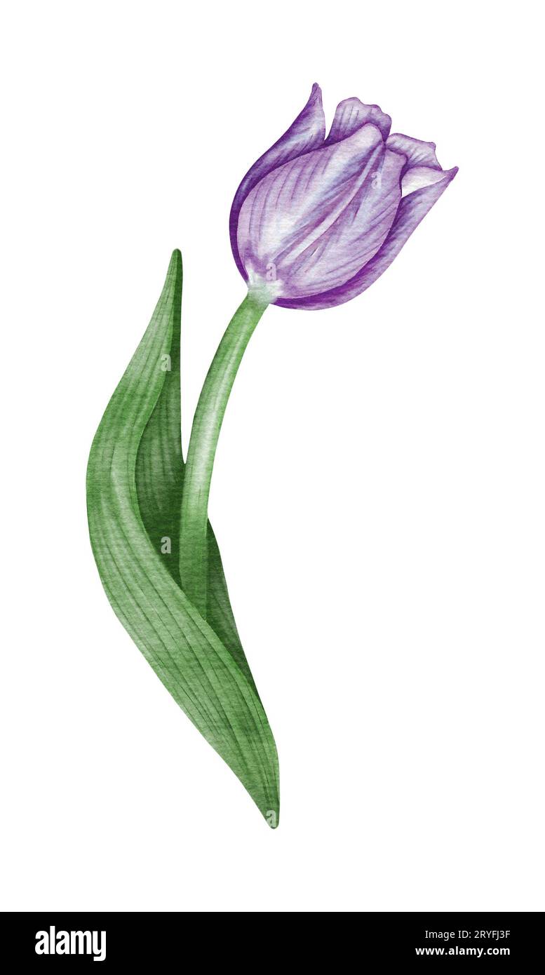 Watercolor violet tulip flowet illustration Stock Photo - Alamy