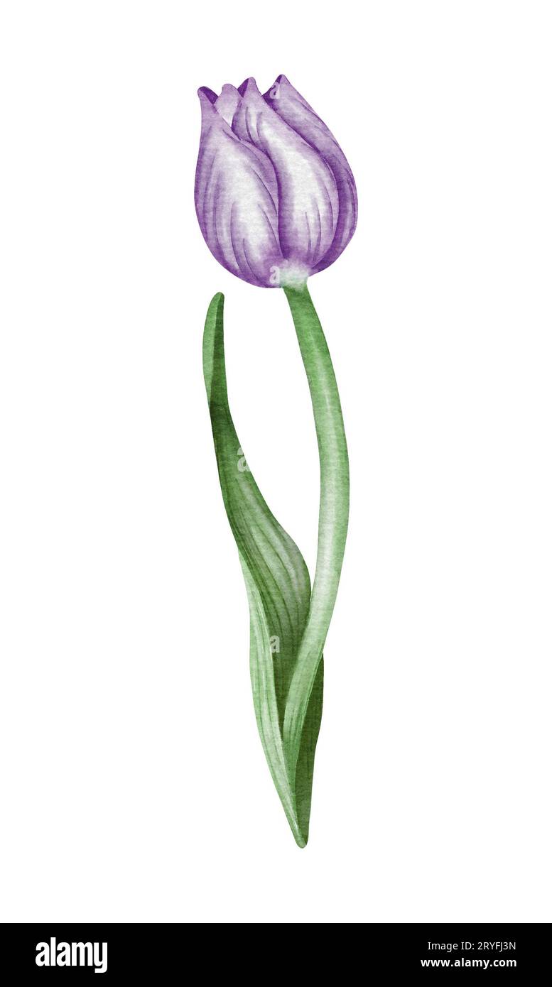 Watercolor violet tulip flowet illustration Stock Photo - Alamy