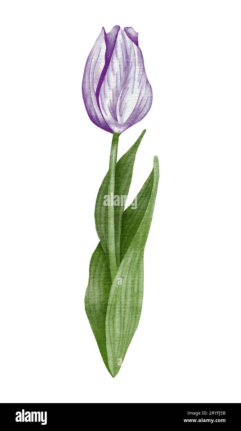 Watercolor bouquet wild violet Cut Out Stock Images & Pictures - Alamy