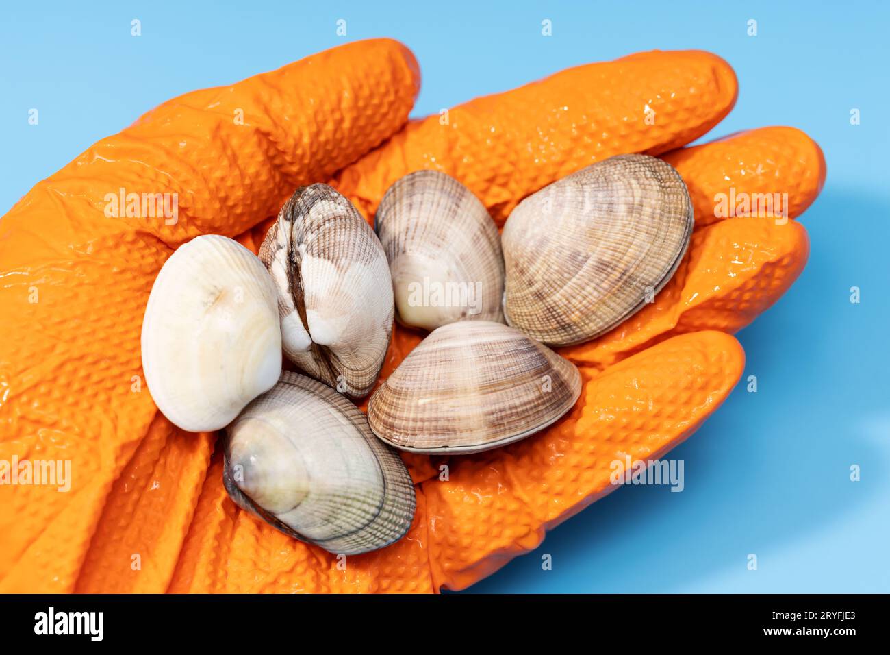Fresh clams on human hand in glove on blue background. Seafood industry ...