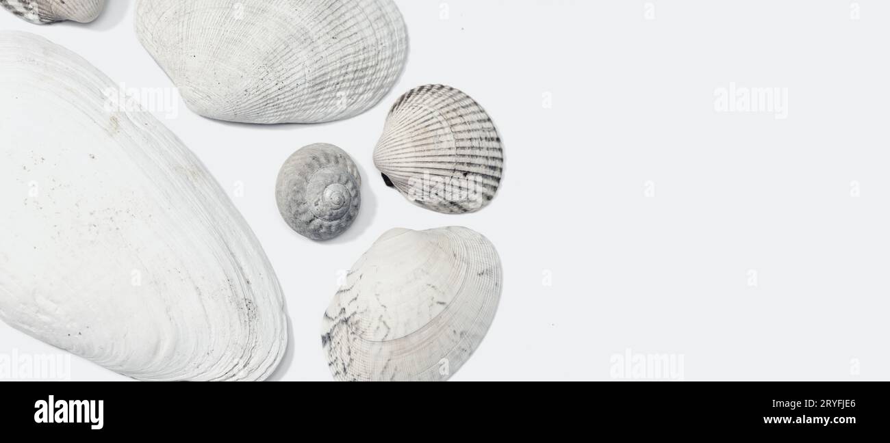 Sea shell background with copy space. Summer nature background Stock ...