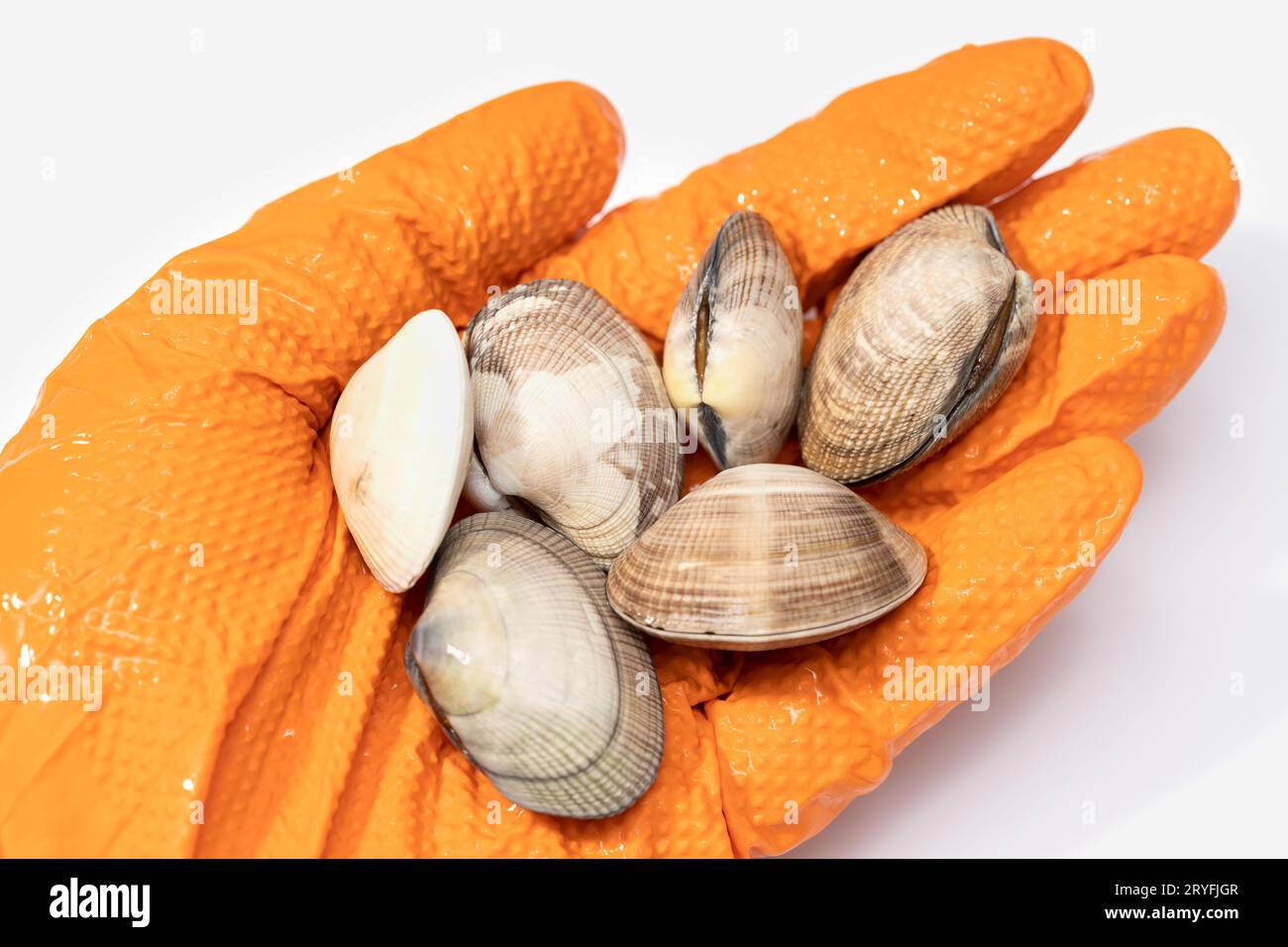 Fresh clams on human hand in glove on white background. Seafood ...