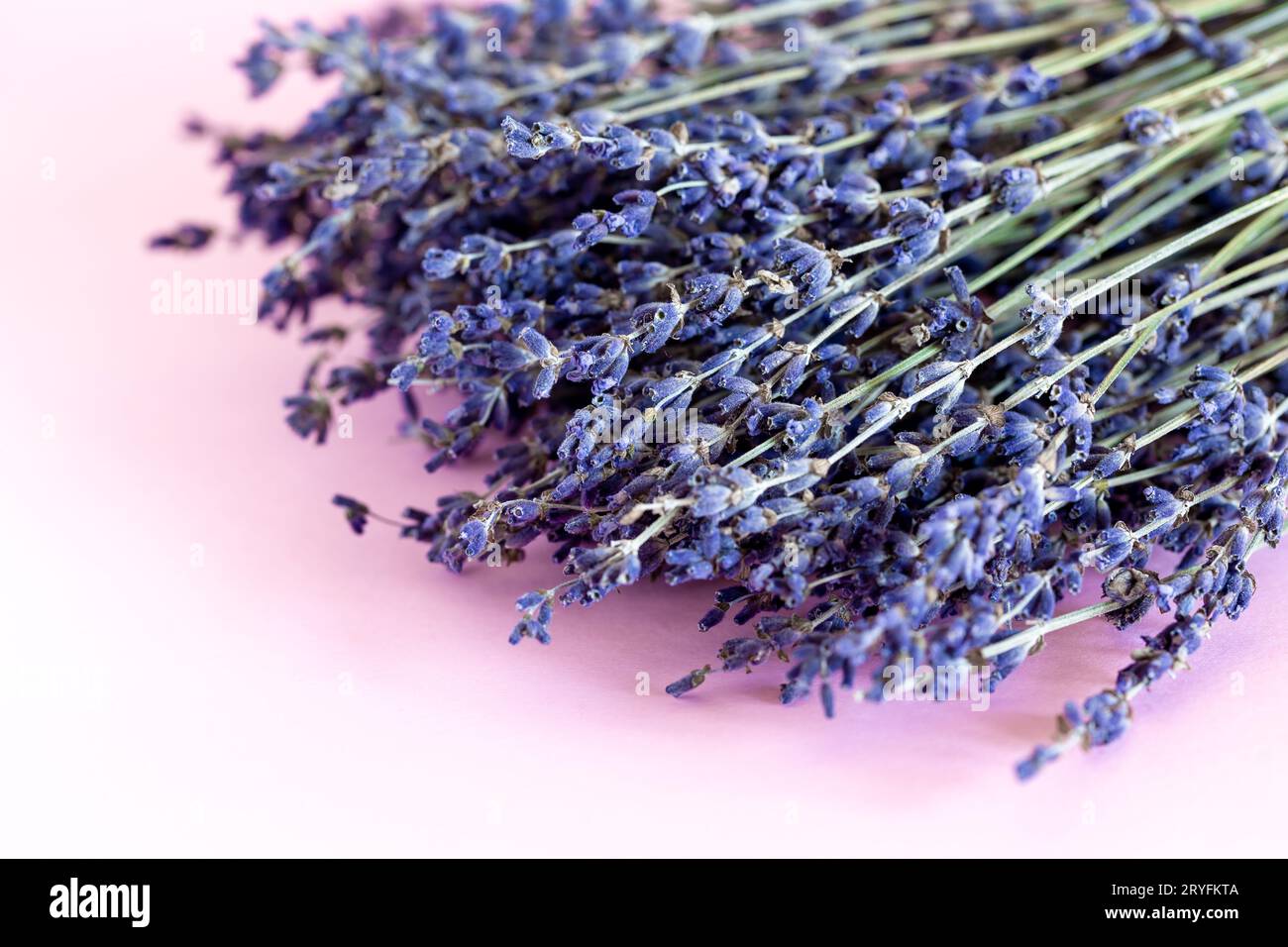 Dried lavender isolated on pastel pink background. Aromatic flower, spa ...