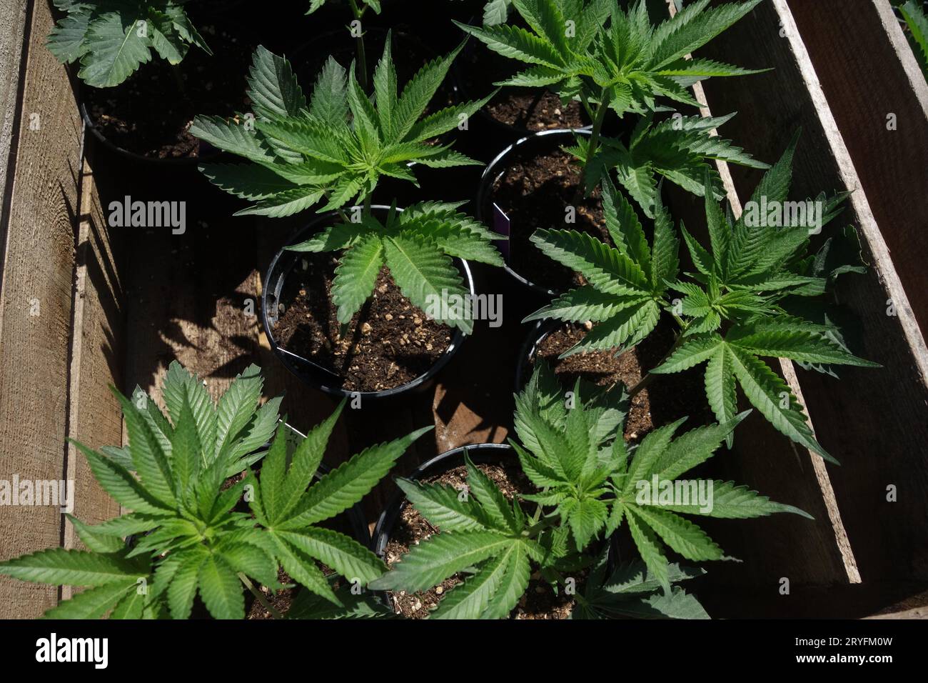 Cannabis sativa medicinal plant hi-res stock photography and images - Alamy