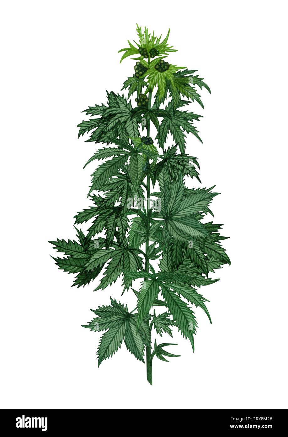 Watercolor hemp plant with leaves and seeds. Illustration of medicinal ...