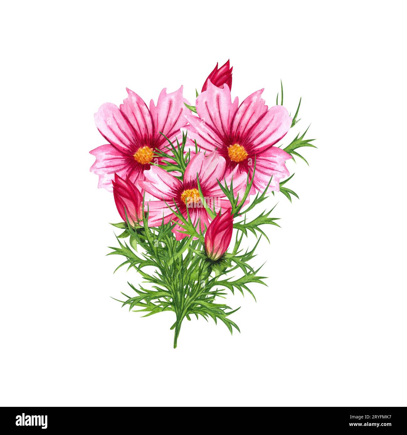 Watercolor cosmos flowers bouquet isolated on white background. Hand ...