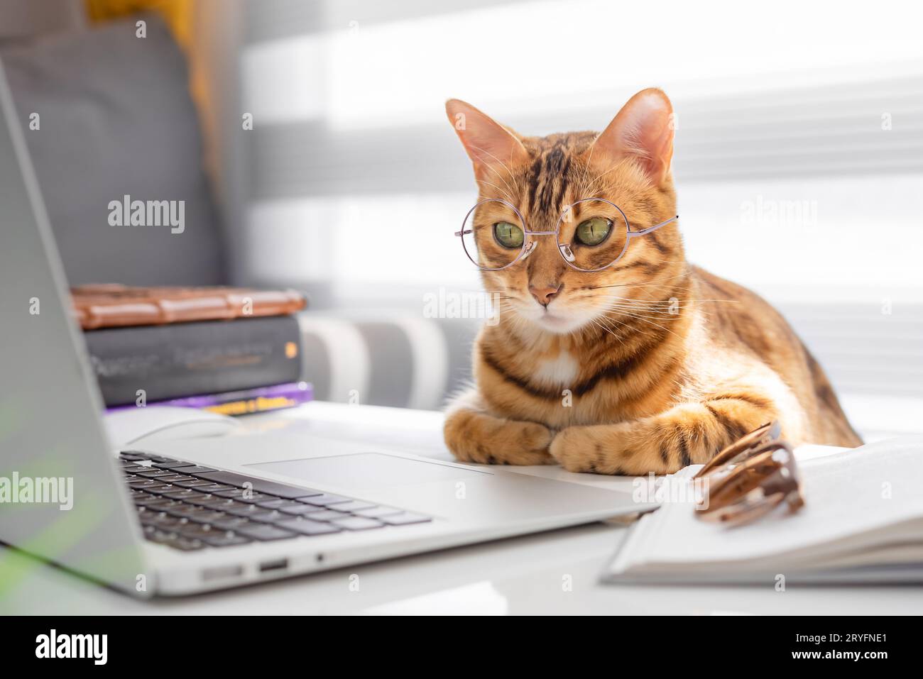 Cat computer mouse animal hi-res stock photography and images - Alamy