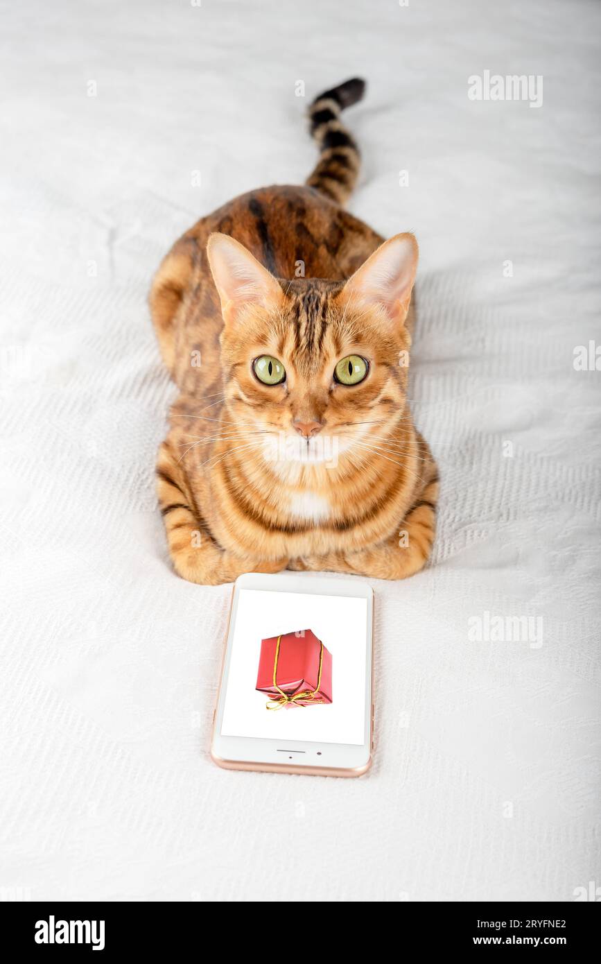 Cellphone cat hi-res stock photography and images - Alamy