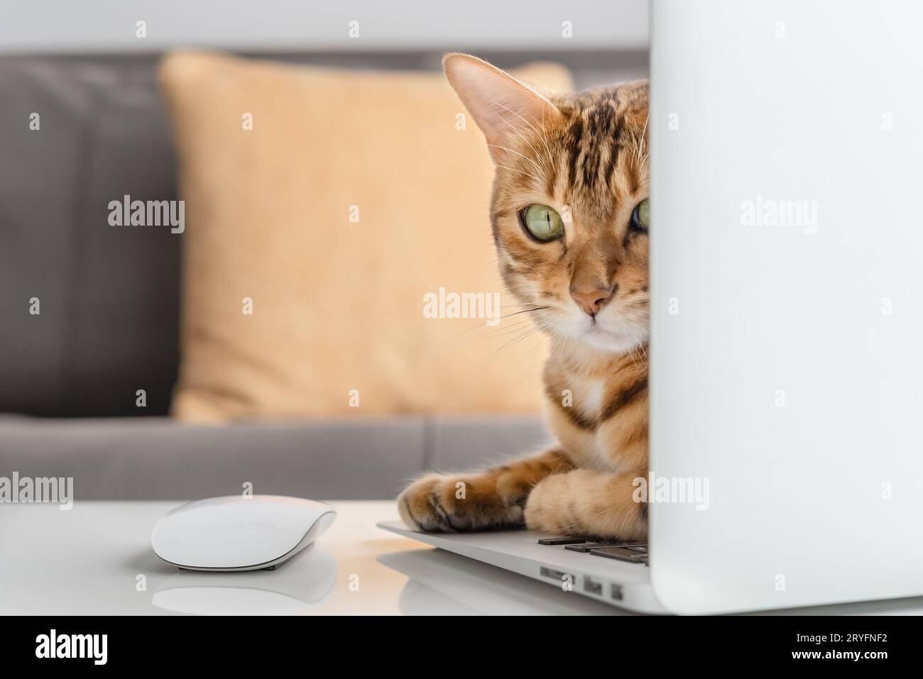 Cat computer screen hi-res stock photography and images - Alamy