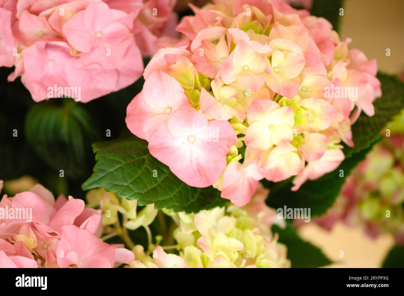Selective focus shot hi-res stock photography and images - Alamy