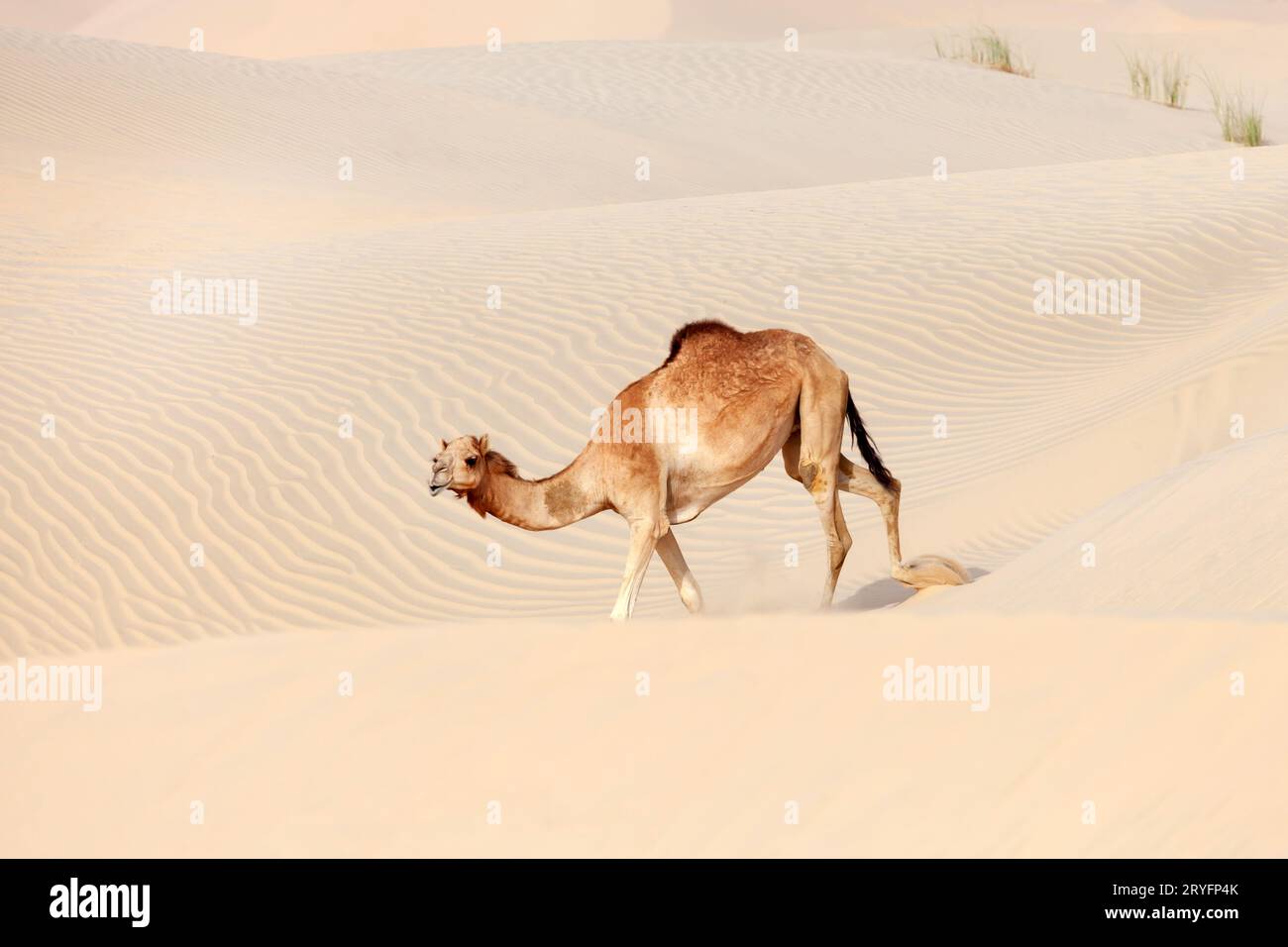 Middle eastern camel walking in the sand dunes in the desert in United ...