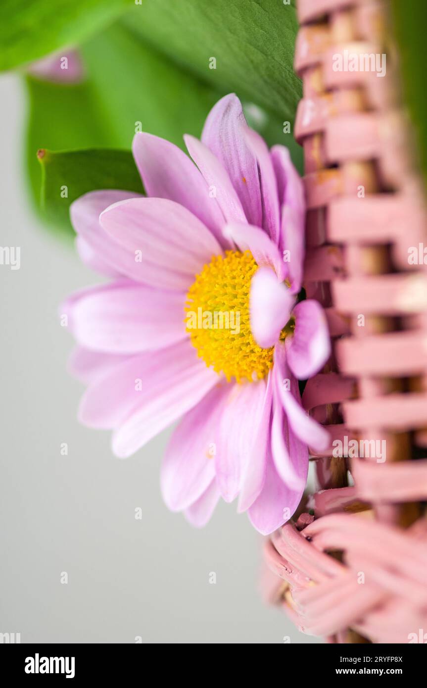 Pink pot flower hi-res stock photography and images - Alamy