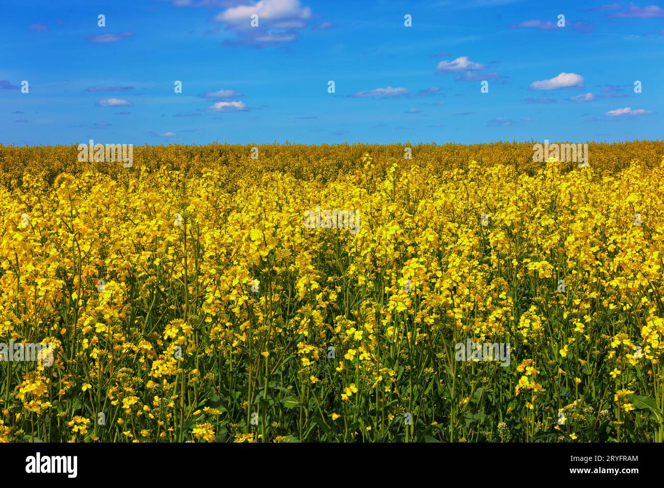 Blooming canola field and blue sky with white clouds Stock Photo - Alamy