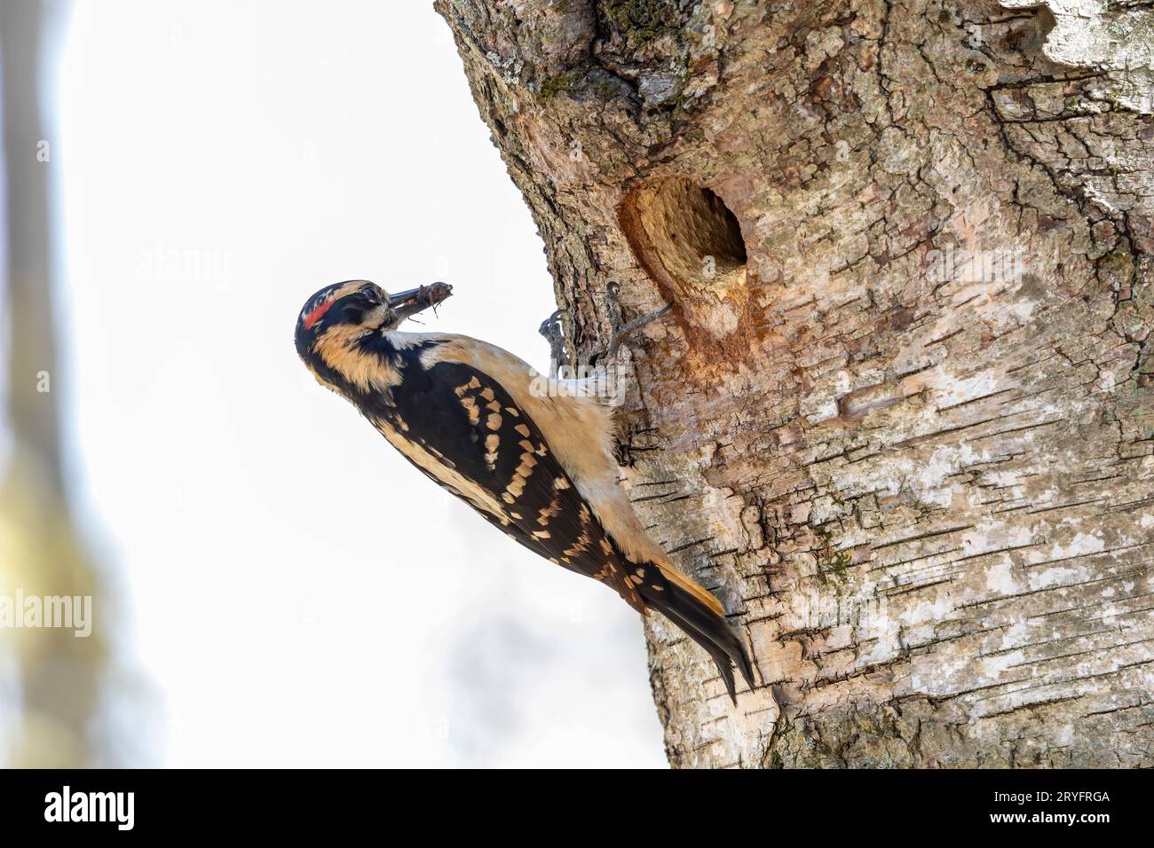 The hairy woodpecker (Leuconotopicus villosus Stock Photo - Alamy