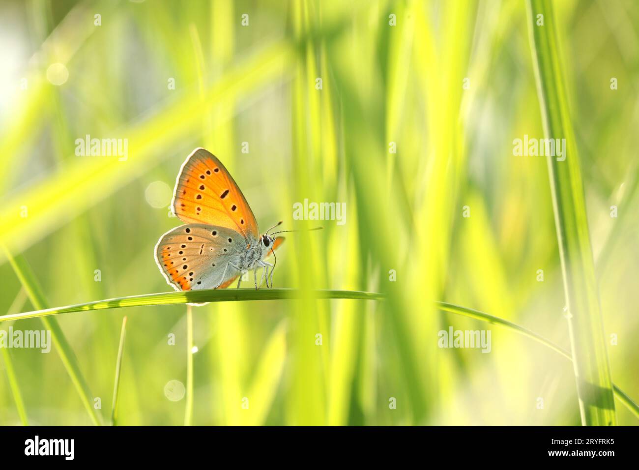 Sunset butterfly hi-res stock photography and images - Alamy