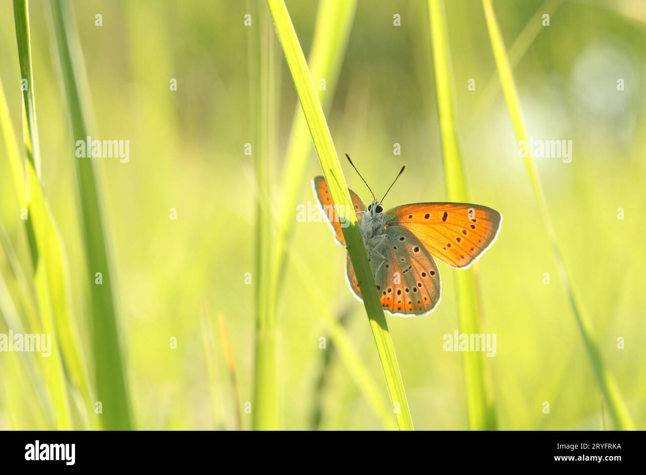 Monarch butterfly flight hi-res stock photography and images - Alamy