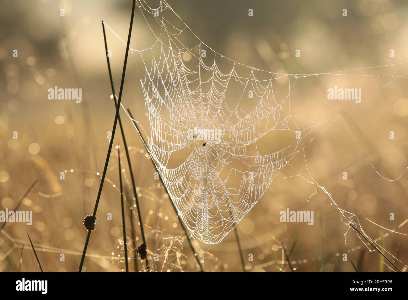 Reed grass spider web hi-res stock photography and images - Alamy