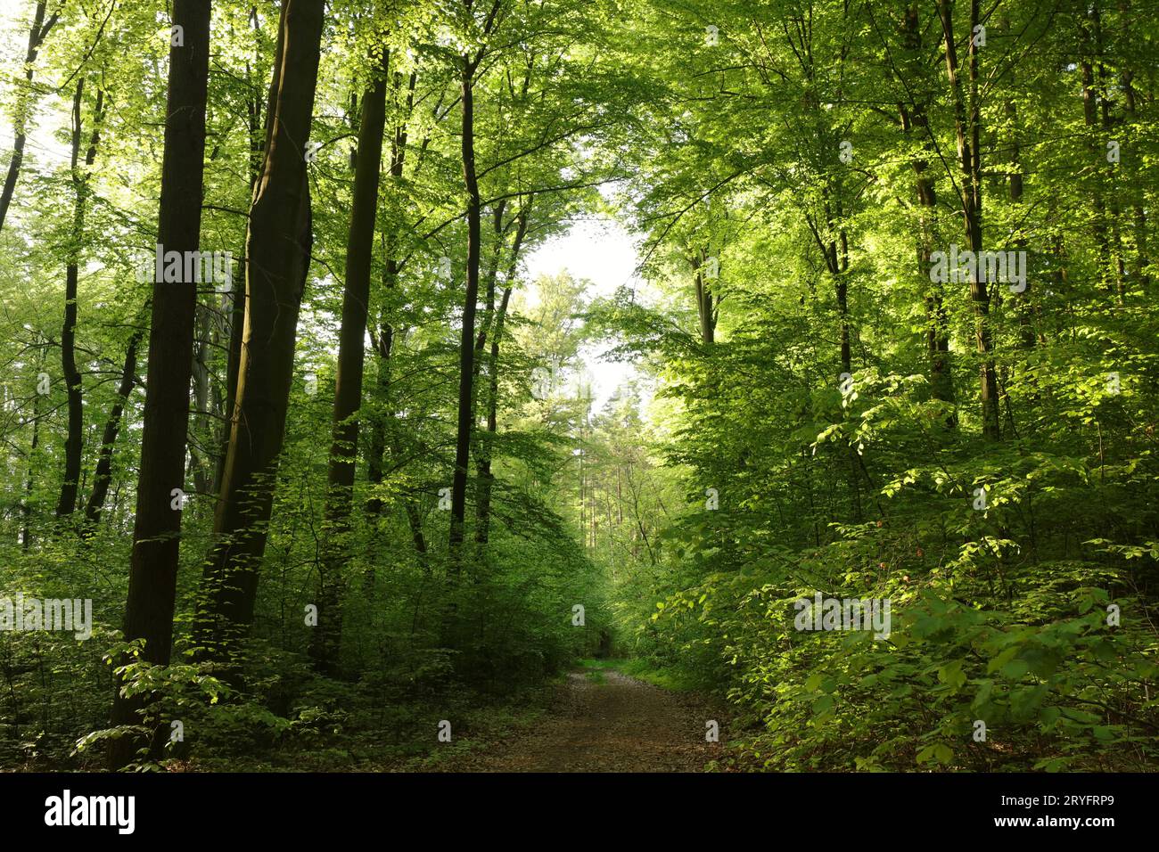 Majestic pathway hi-res stock photography and images - Alamy