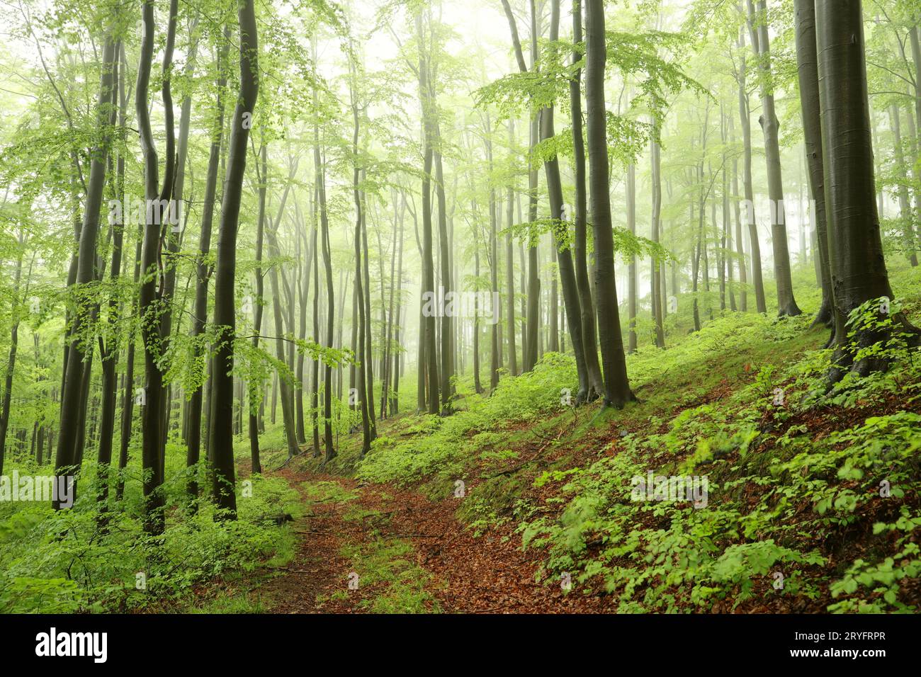 View autumnal beech forest hi-res stock photography and images - Alamy