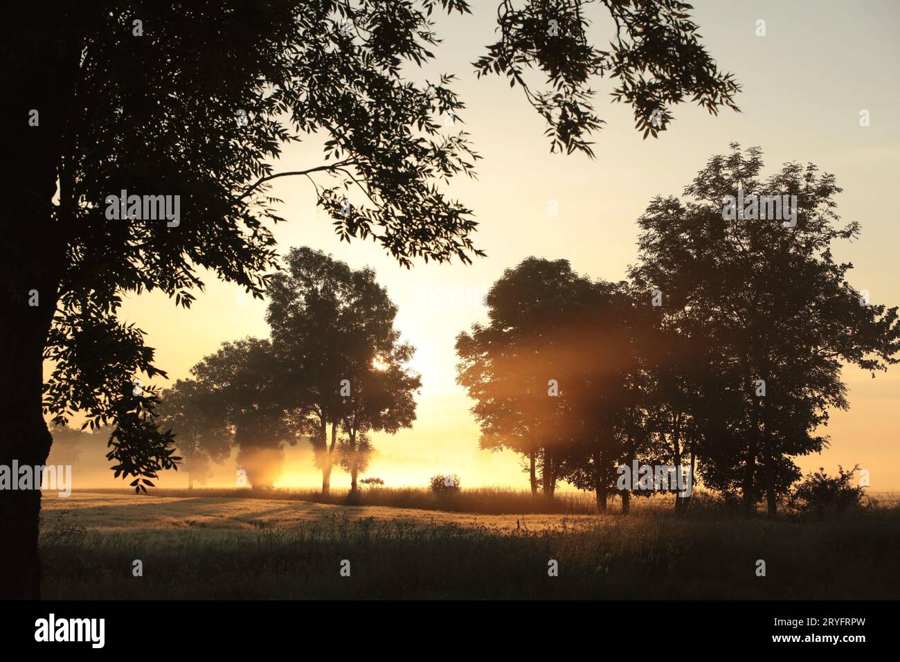 Summer dawn trees hi-res stock photography and images - Alamy