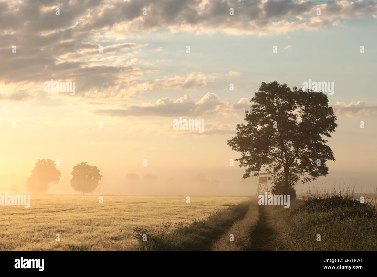 Ash tree silhouette hi-res stock photography and images - Alamy