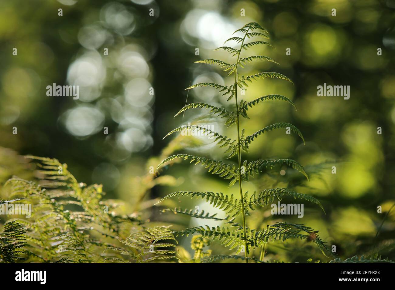 Grape fern hi-res stock photography and images - Alamy