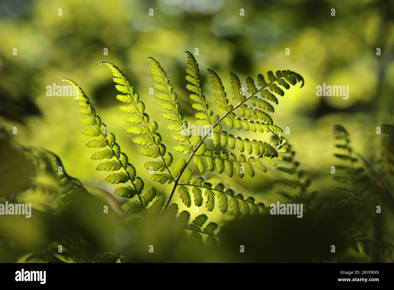 Fern wallpaper hi-res stock photography and images - Alamy
