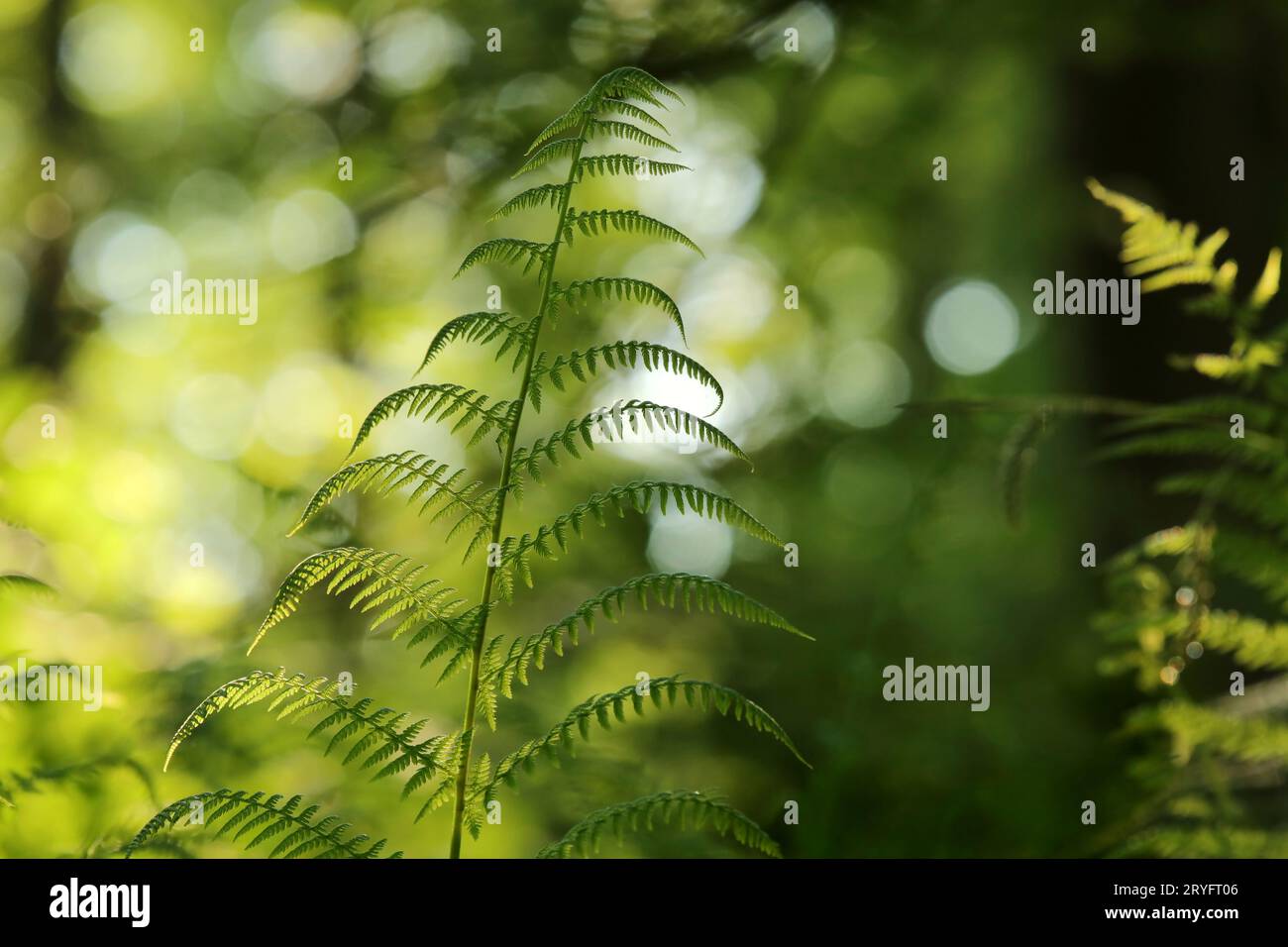Ferny pattern hi-res stock photography and images - Alamy