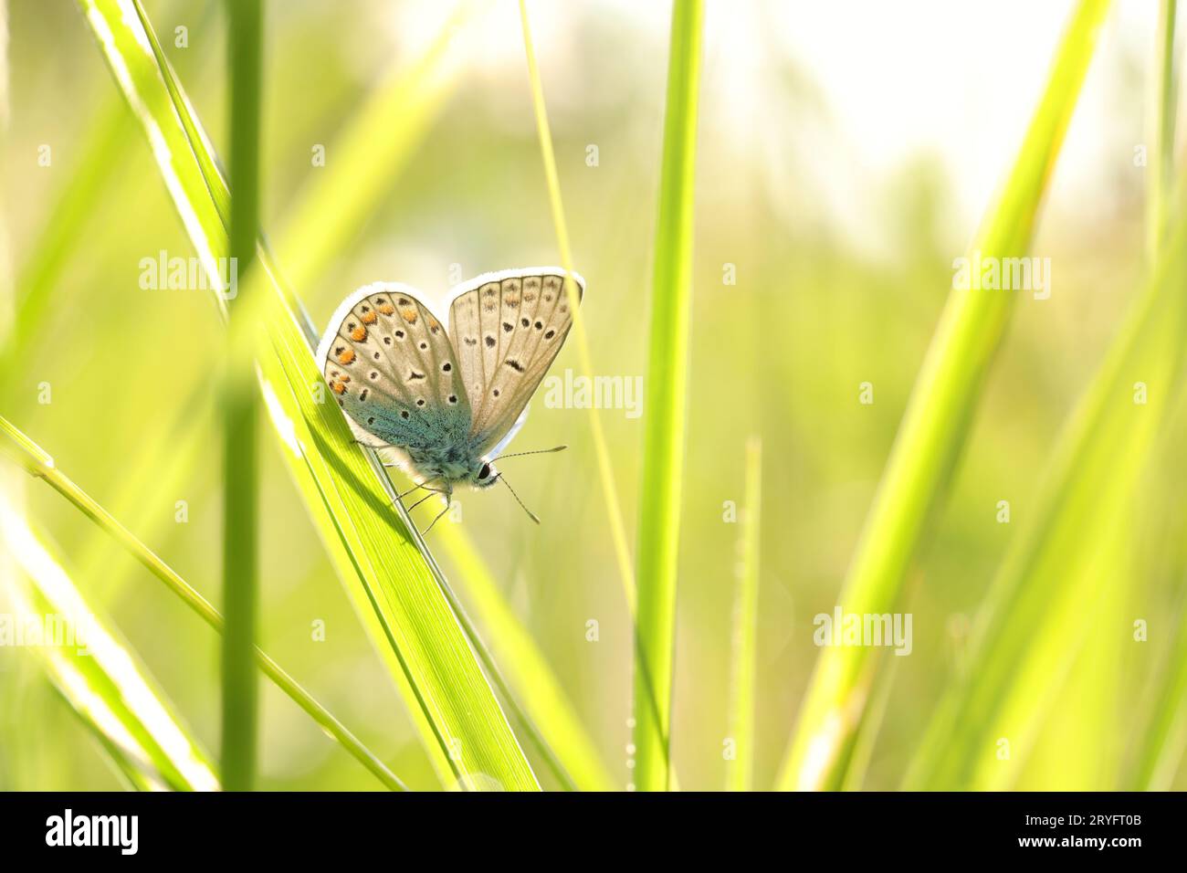 Common Blue Butterfly Stock Photo - Alamy