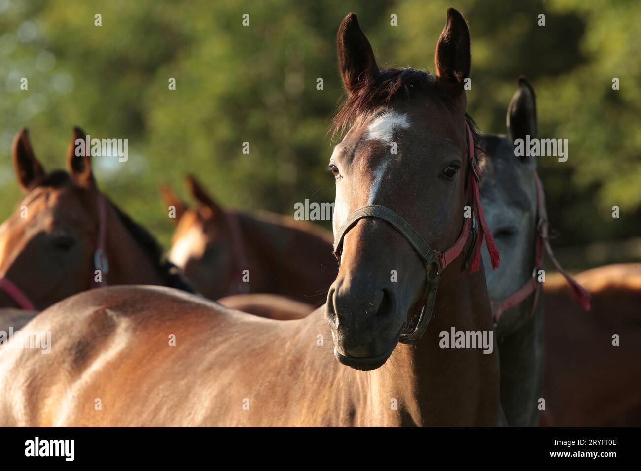 Rural scene horses hi-res stock photography and images - Alamy