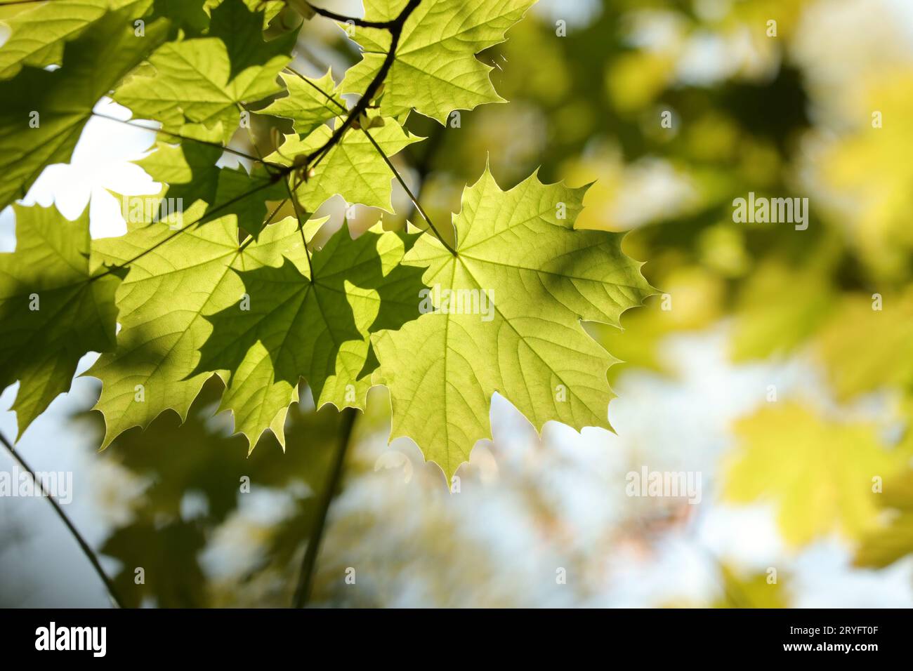 Grape leaves spring hi-res stock photography and images - Alamy