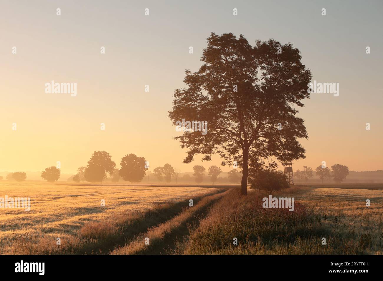Ash tree silhouette hi-res stock photography and images - Alamy