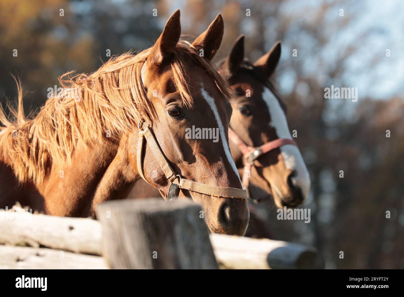 Idyllic countryside scene horses hi-res stock photography and images - Alamy