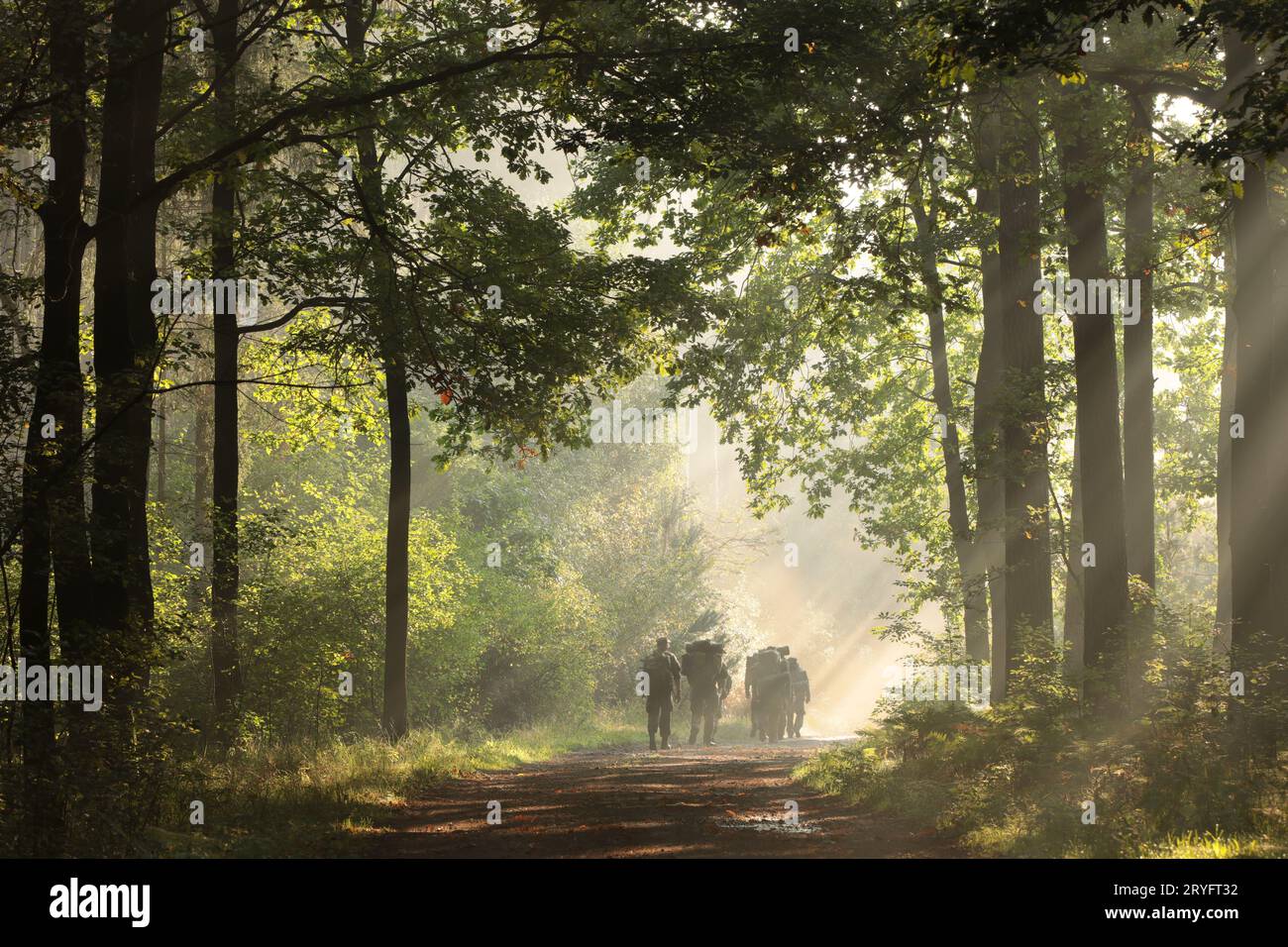 Forest path at sunrise Stock Photo - Alamy