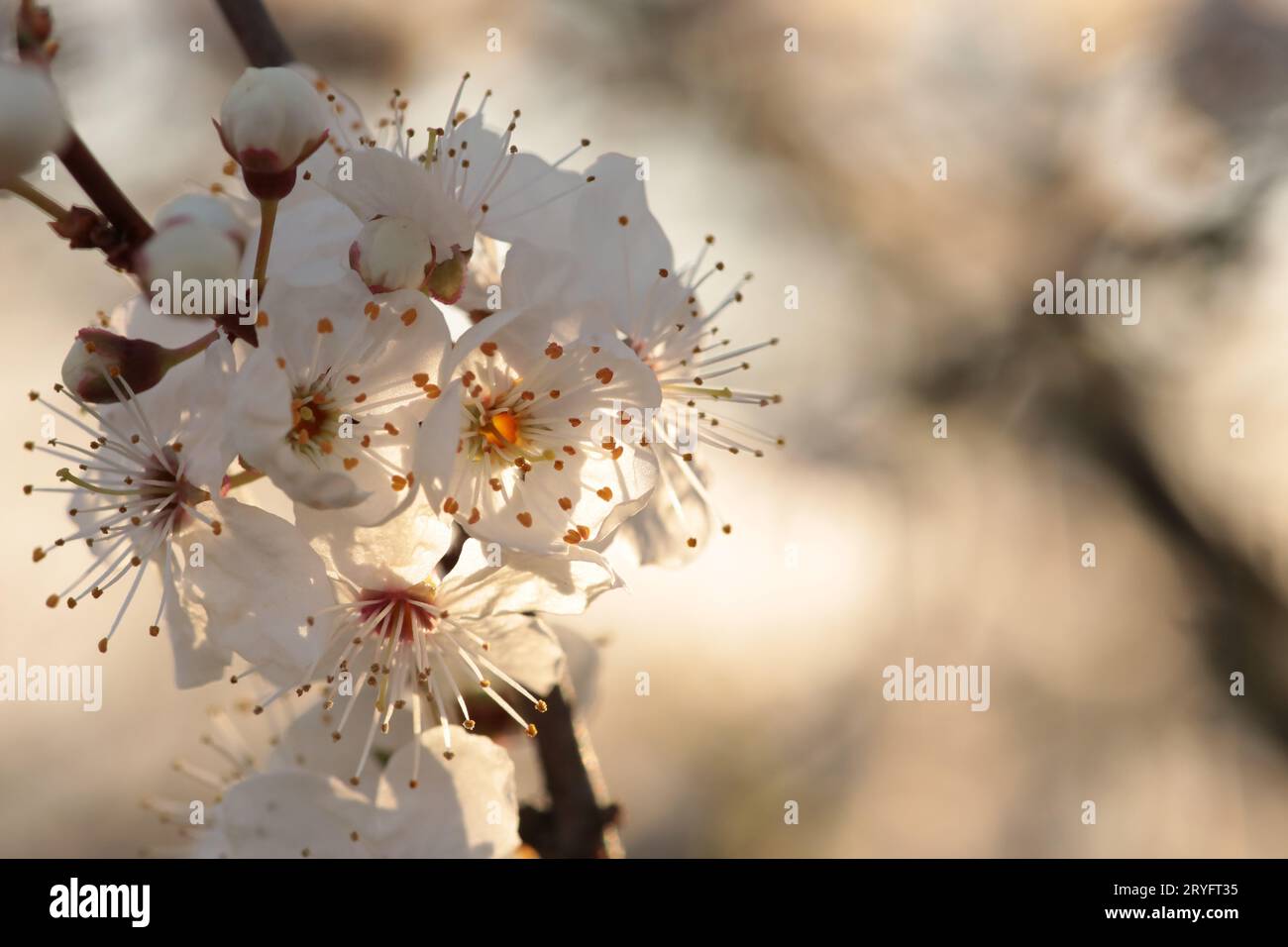 Blooming cherry tree Stock Photo - Alamy
