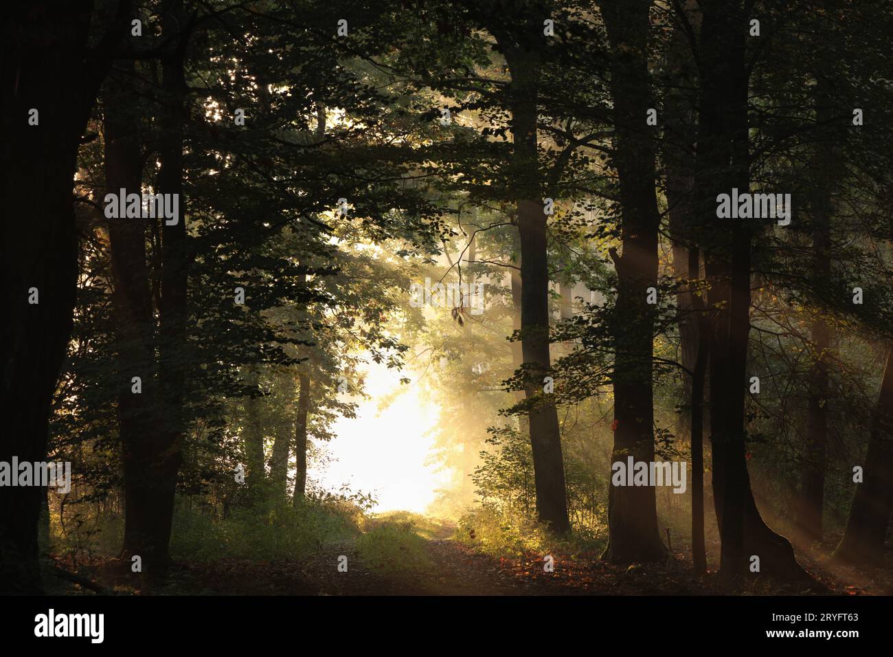 Forest path at sunrise Stock Photo - Alamy