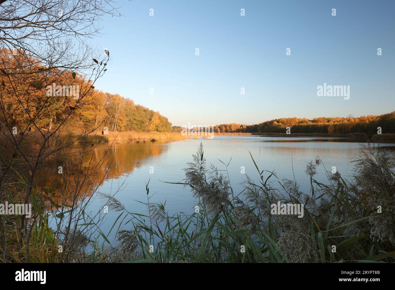 Dark forest pond hi-res stock photography and images - Alamy