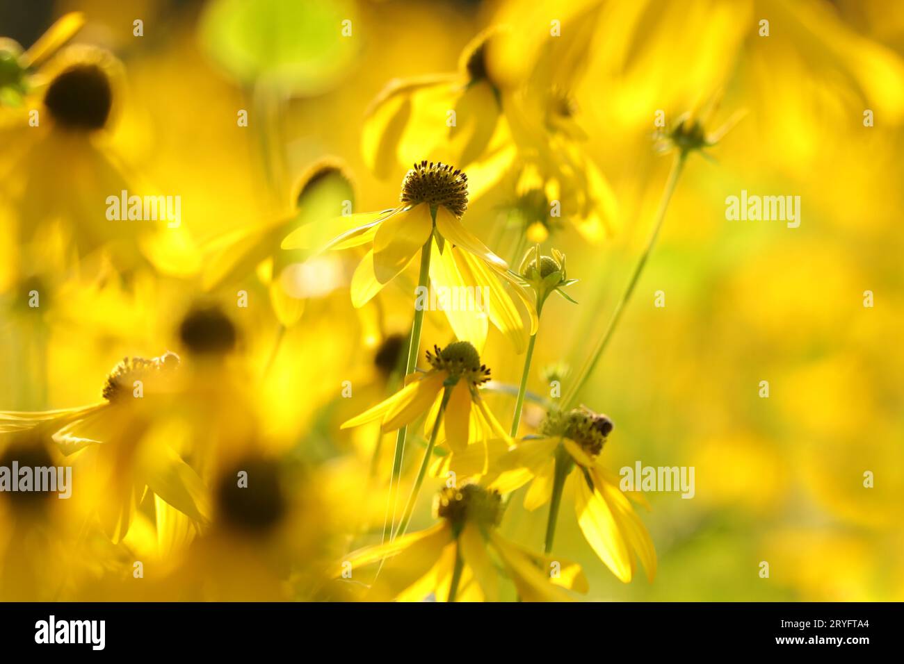 Cutleaf coneflower hi-res stock photography and images - Alamy