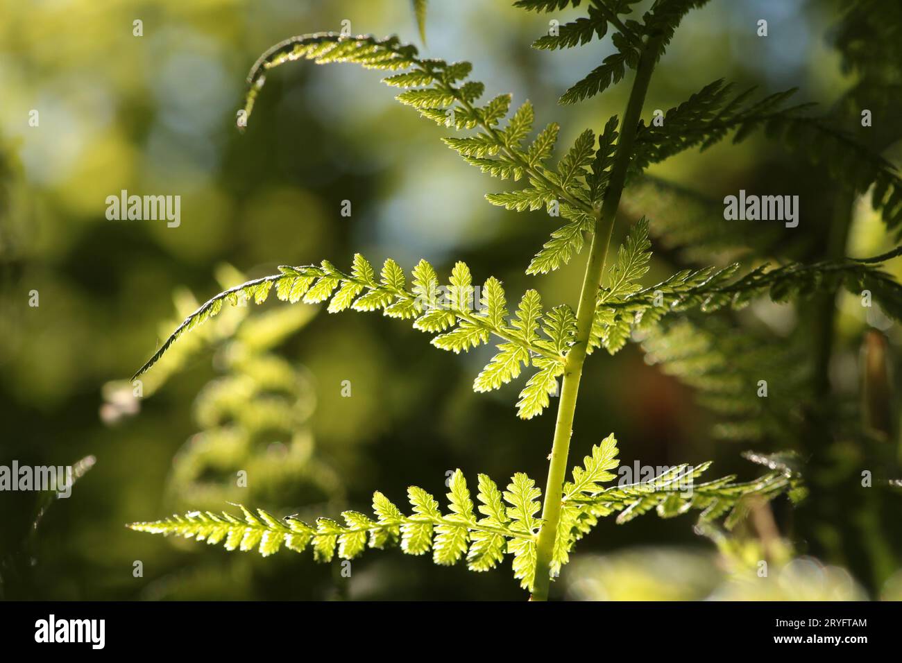 Ferny texture hi-res stock photography and images - Alamy