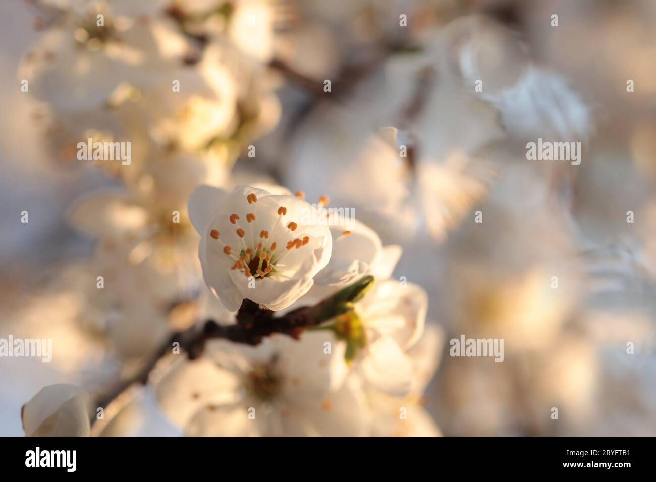 Lily cherry tree hi-res stock photography and images - Alamy