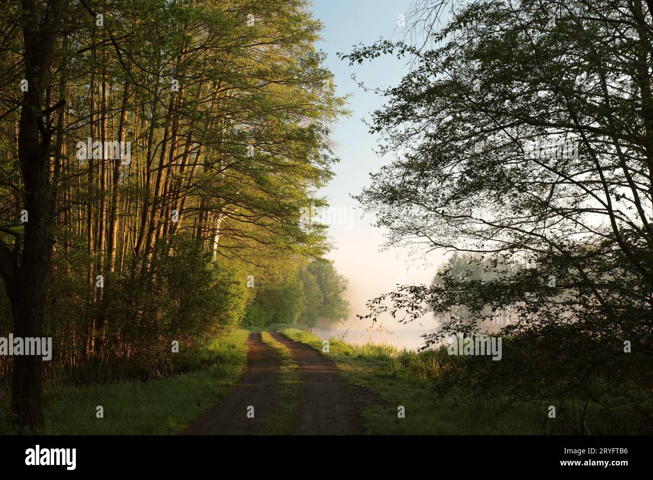 Country road at dawn Stock Photo - Alamy